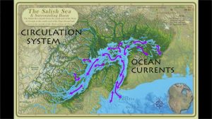 The Salish Sea - A Single Body of Life - Our Salish Sea